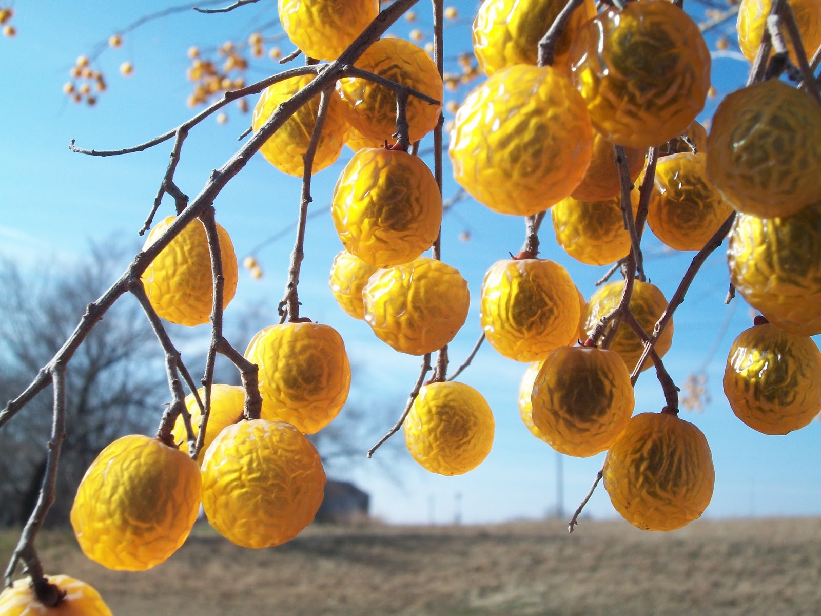 Cats, Kids and Crafts: Western Soapberry Tree