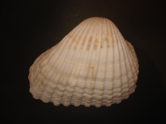 La isla seashell: Concha Grande