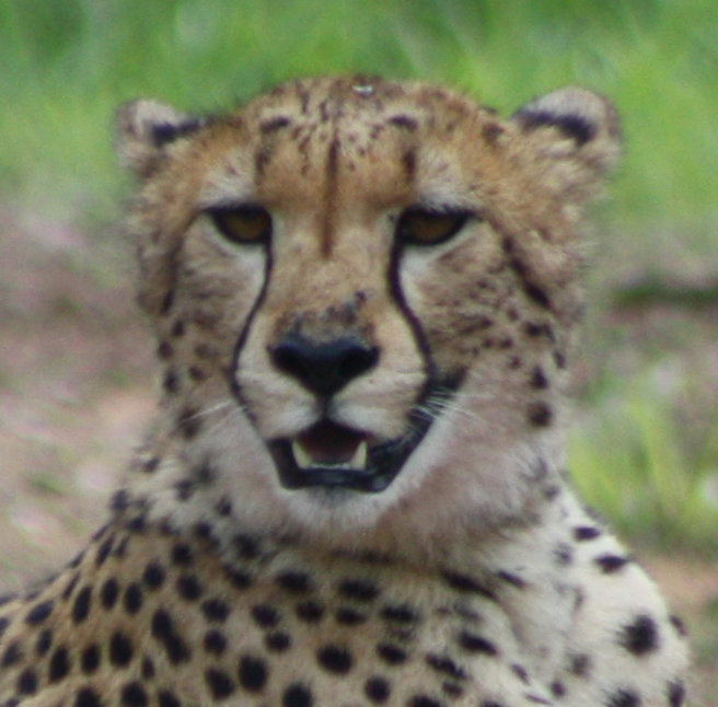 3 Cheetah Face Profile