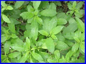 Las propiedades medicinales de la "Hierba Santa": "HIERBA SANTA"