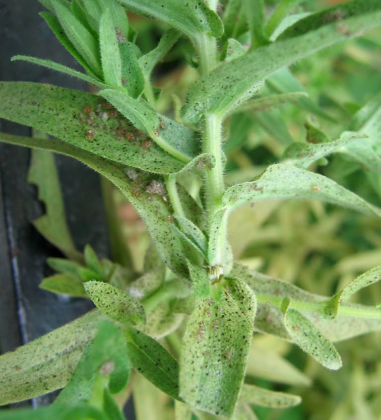 MOUND: Aster Creature