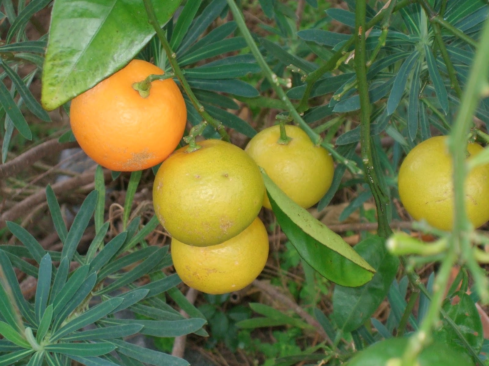 Rodd Blue Mountains Foodie: The Seville Orange: Growing it and using it