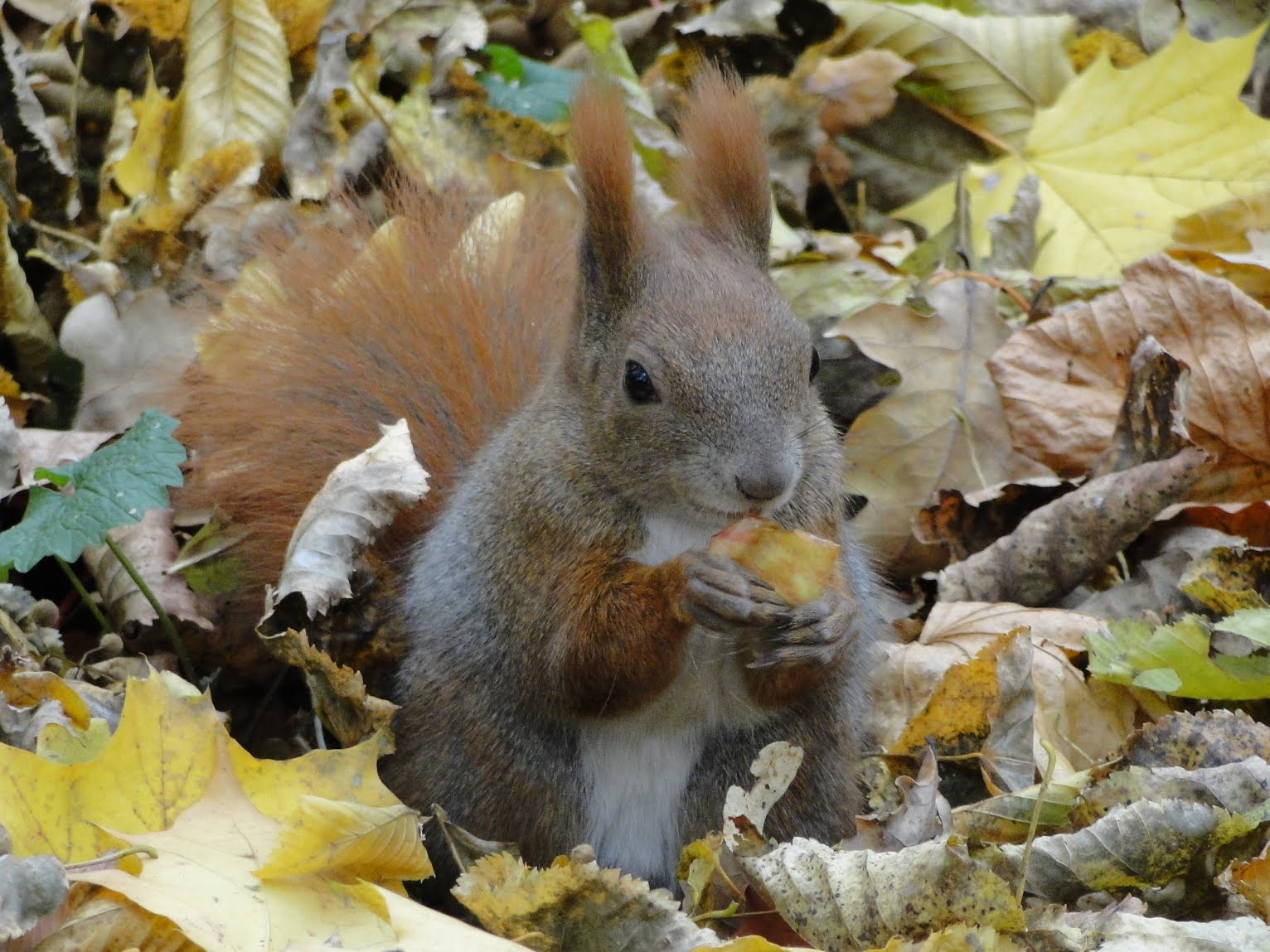 Warsaw Photography: Autumn Squirrel