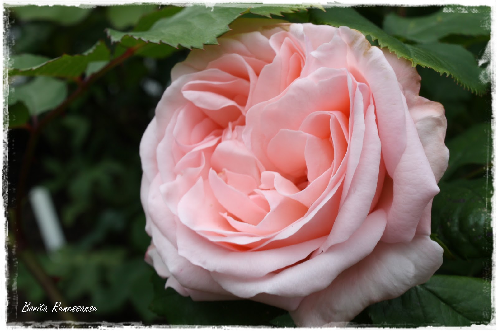 Parkvegens Hageglede: Rosene i Parkvegen