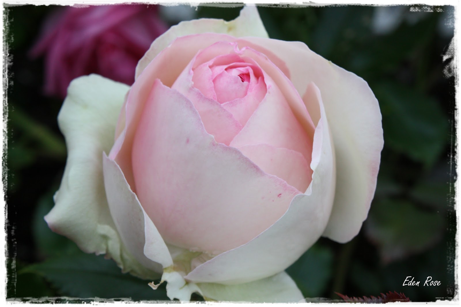 Parkvegens Hageglede: Rosene i Parkvegen