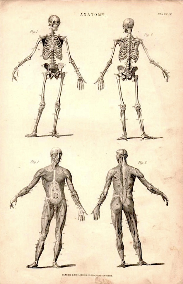 Figure Drawing: How to Draw the Muscles of the Human Body - Old Anatomy ...