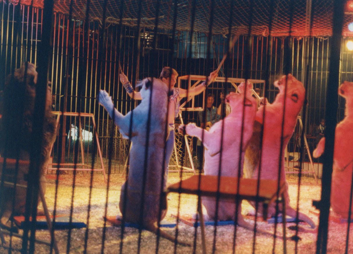 A friend of the Circus: Richard Chipperfield Junior