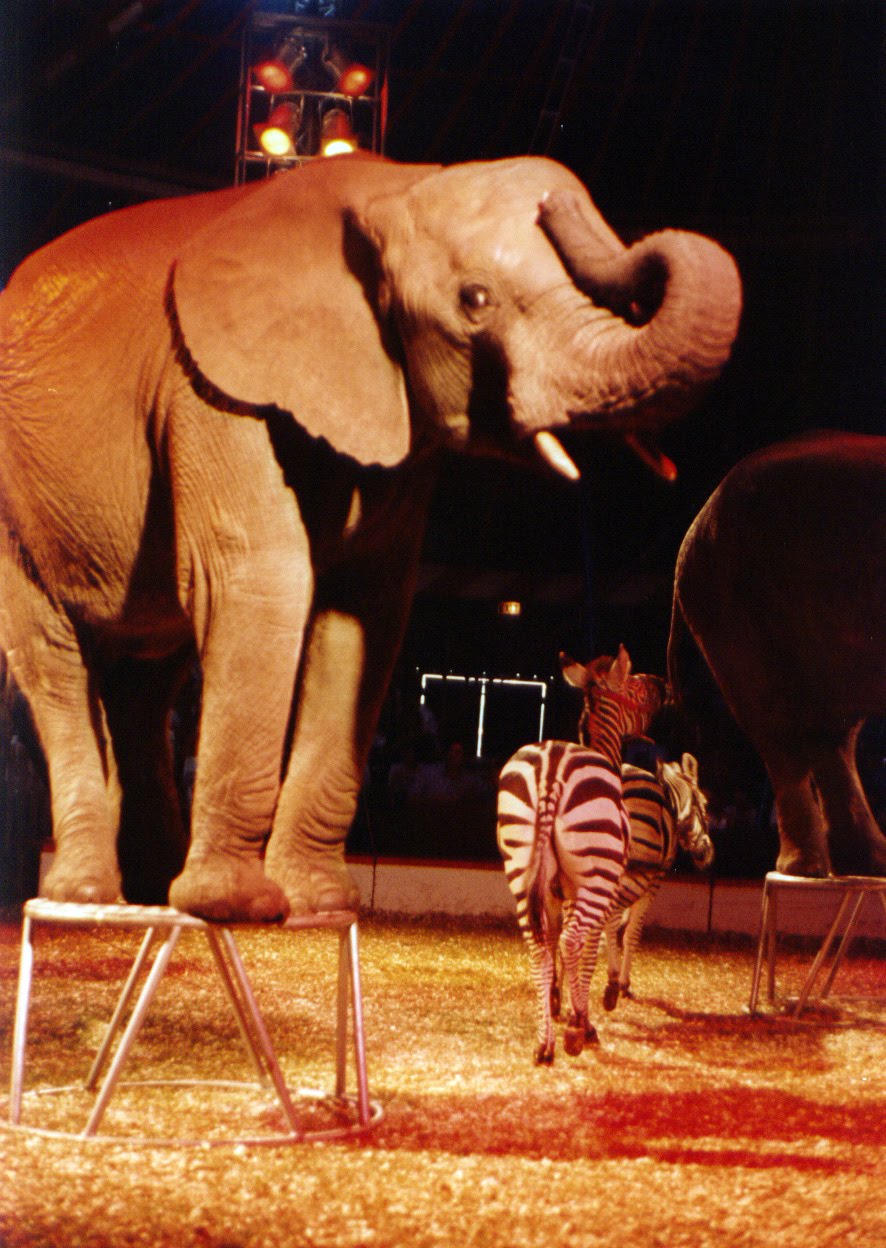 A friend of the Circus: Sally Ann Roncescu, Elephants and Zebra ...