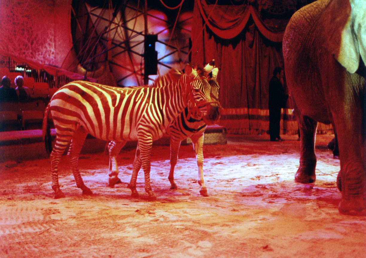 A friend of the Circus: Suzanne Chipperfield, Elephants and Zebra ...