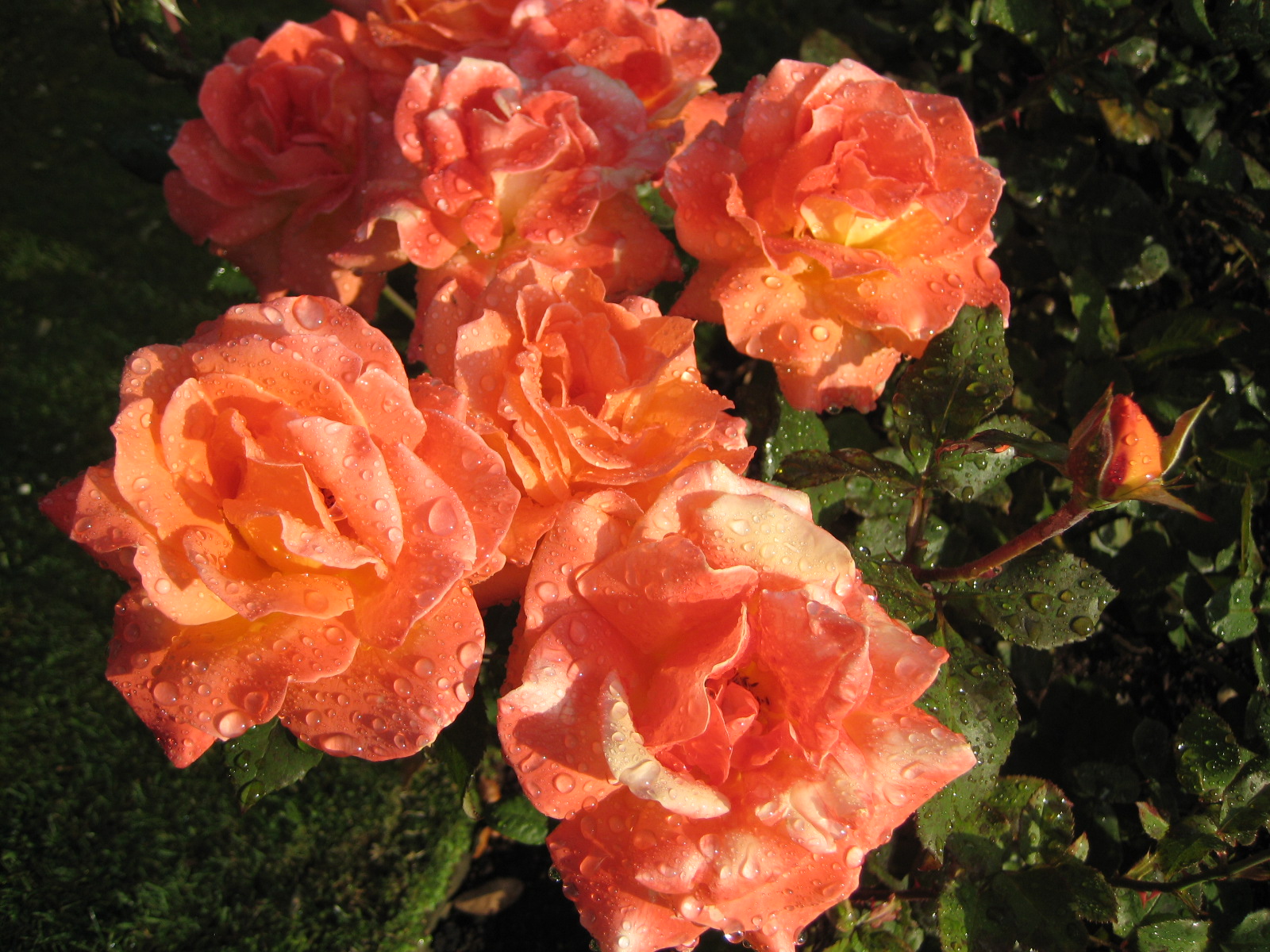 Sempiterna Me.....: A Rose Labyrinth..