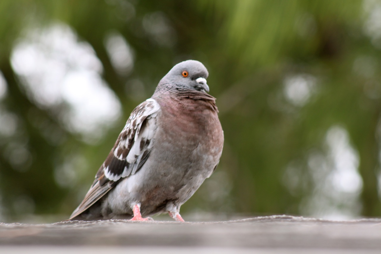 Sarasota Daily Photo: Puffy Pigeon