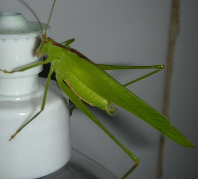 Big green bug in my room?