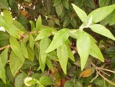 Propiedades del Matico