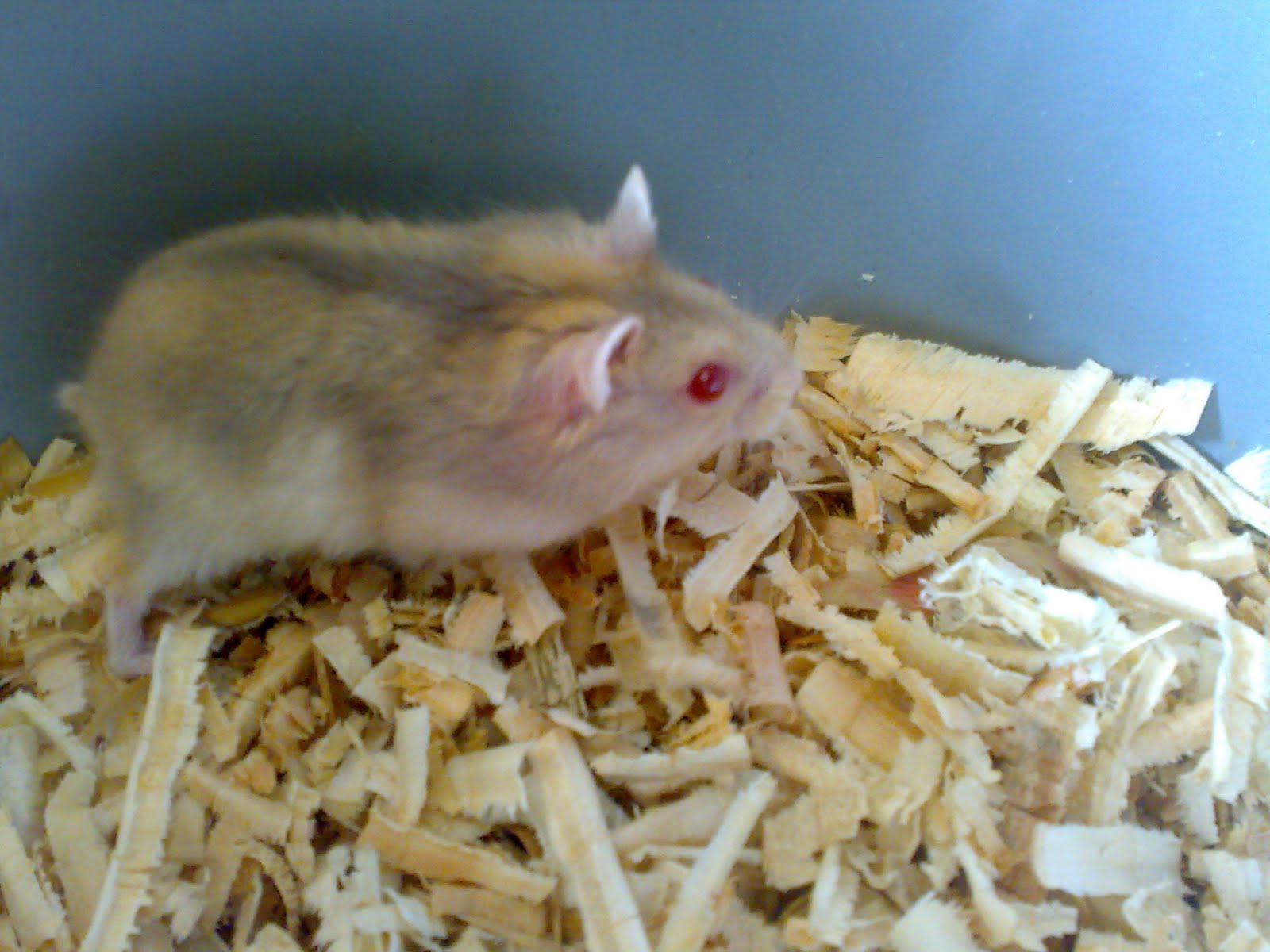 PETSHOP HAMSTER
