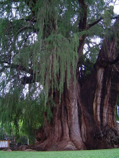 San Lucas Xochimanca - Leyendas: El ahuehuete de San Juan