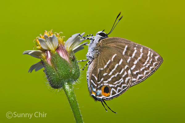 Butterflies of Singapore: Life History of the Pitcher Blue