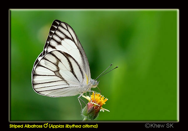 Butterflies of Singapore: Life History of the Striped Albatross
