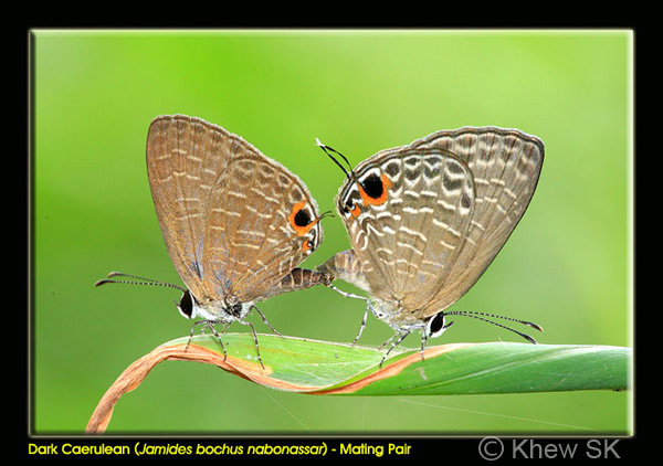 Butterflies of Singapore: Life History of the Dark Caerulean