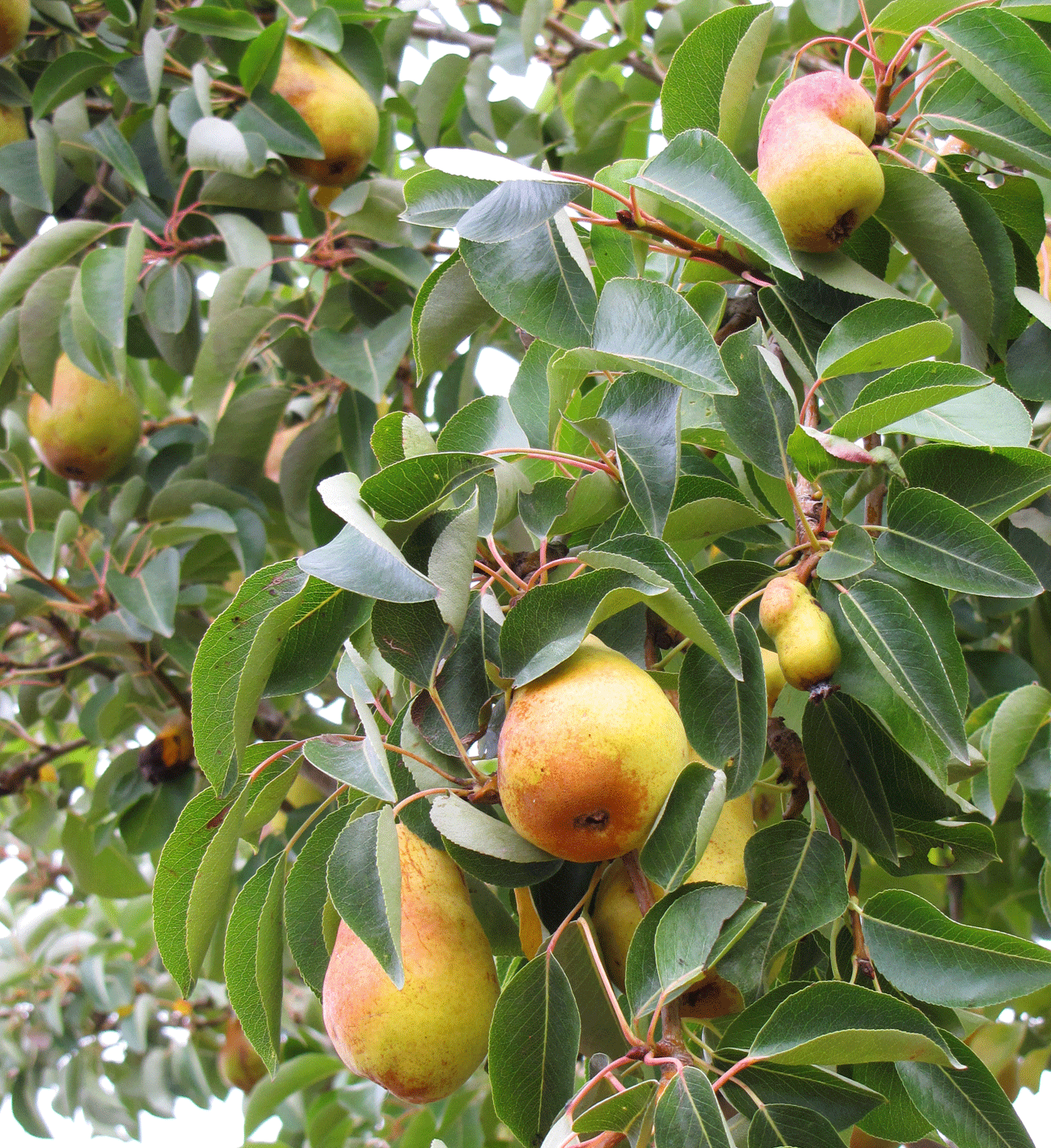 earth home garden: Our Home Away From Home Here In The Bear River ...