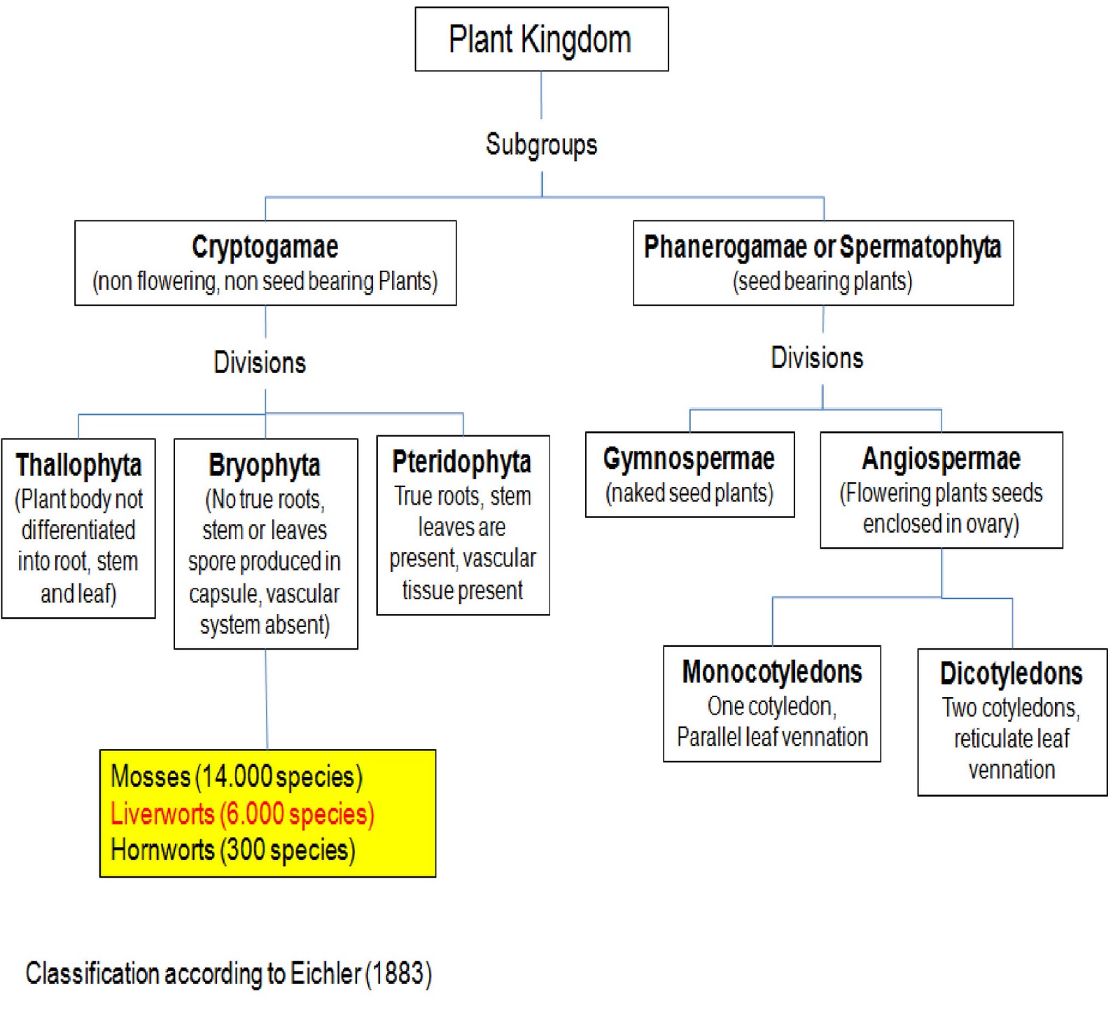 The Plant Kingdom Worksheet