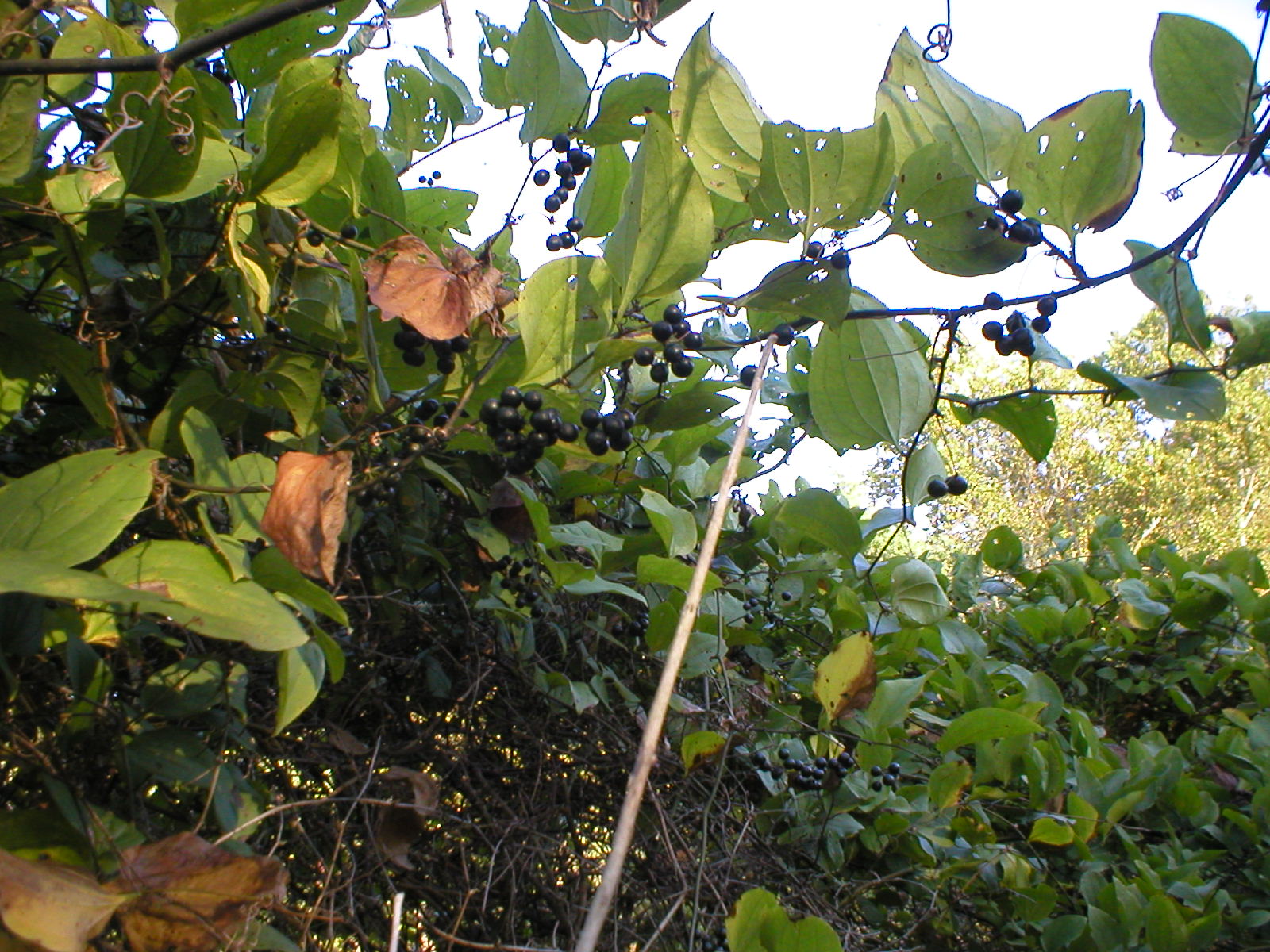 Hhop's Nature Walk: Misc. Wild Plants