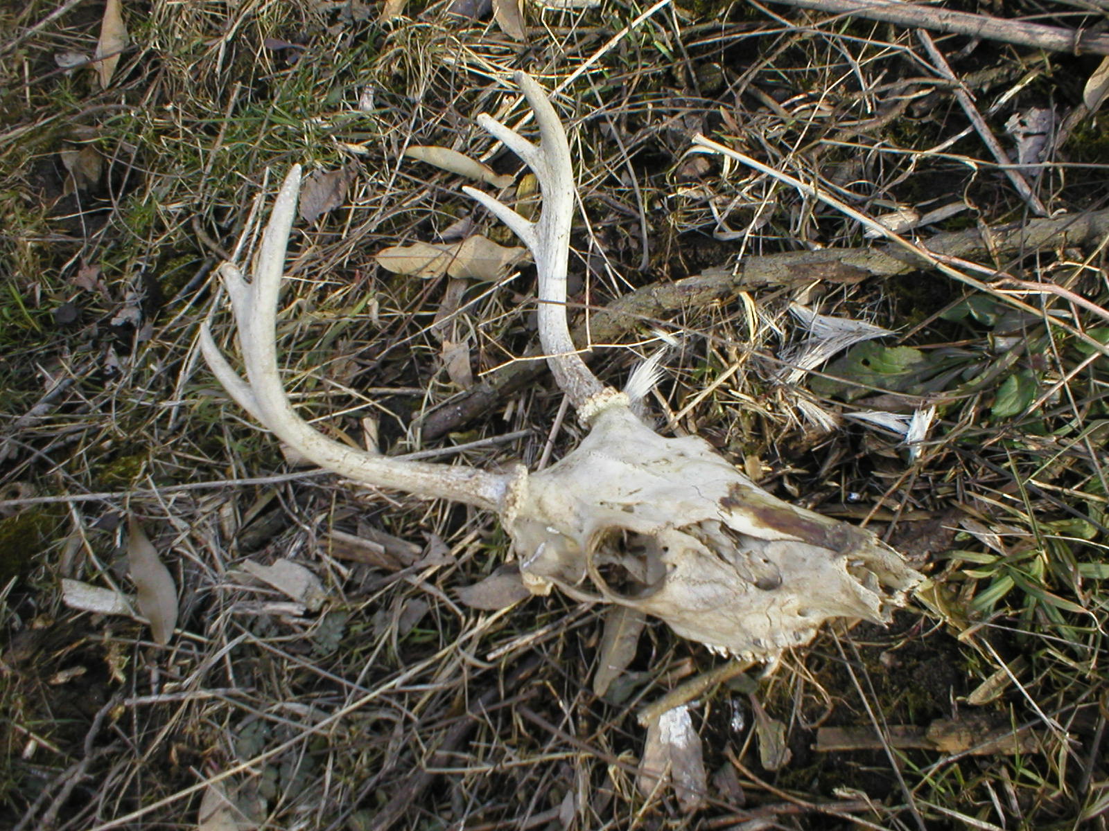 Hhop's Nature Walk: Nature's Life Cycle