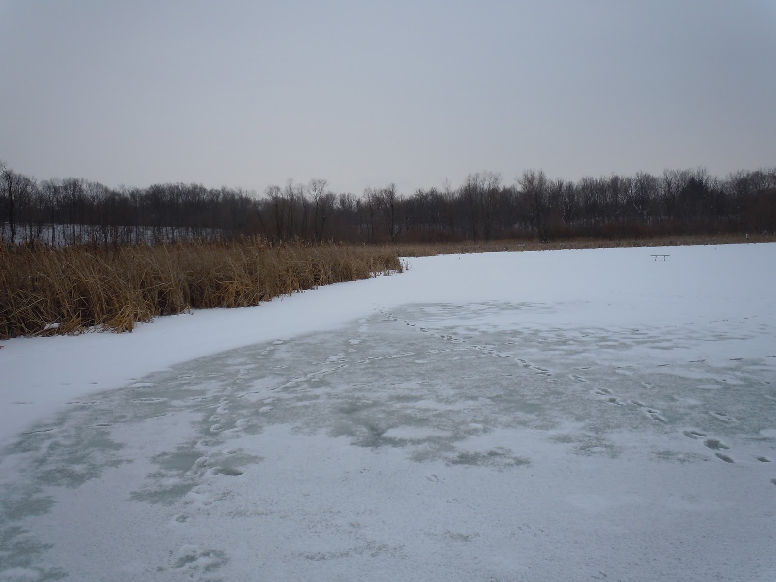 Hhop's Nature Walk: Through the Frozen Marshes