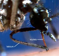 UndeRstooD_Blogg: Morfologi Nyamuk (Ordo-Diptera)