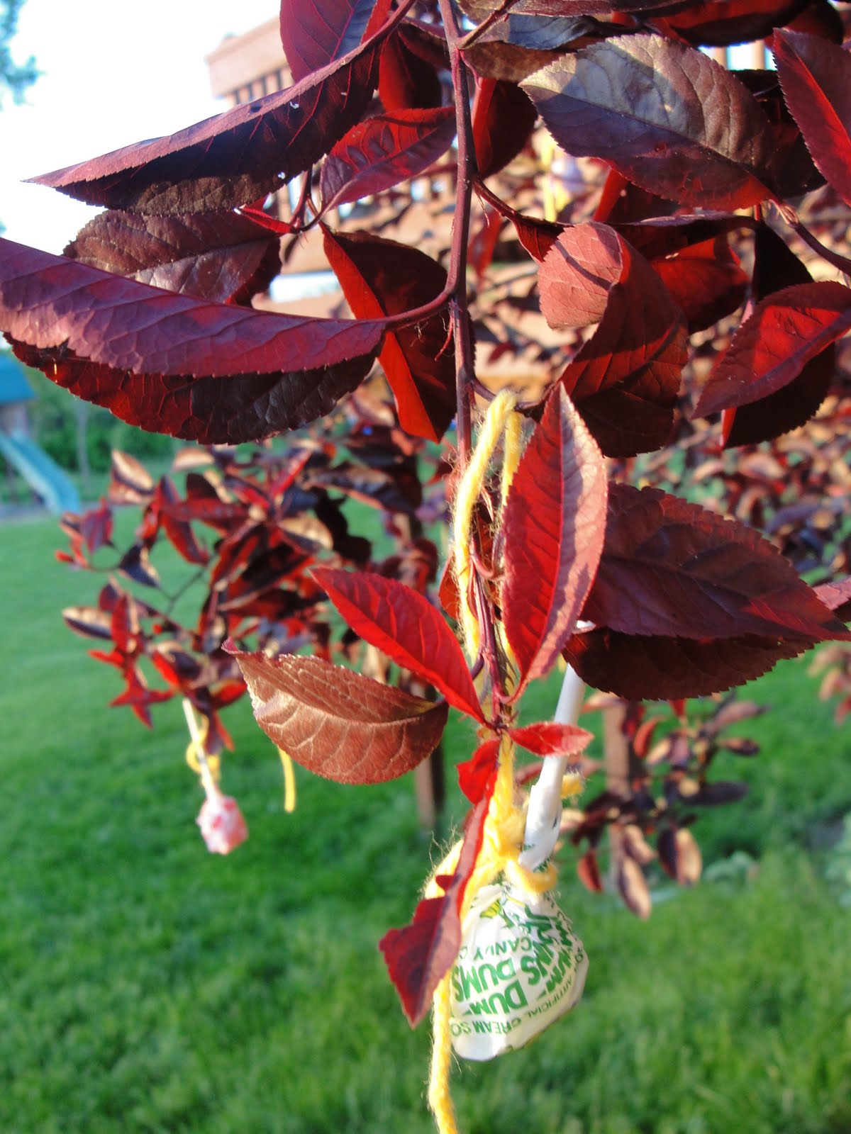 The Lollipop Tree - Alicia Bruxvoort