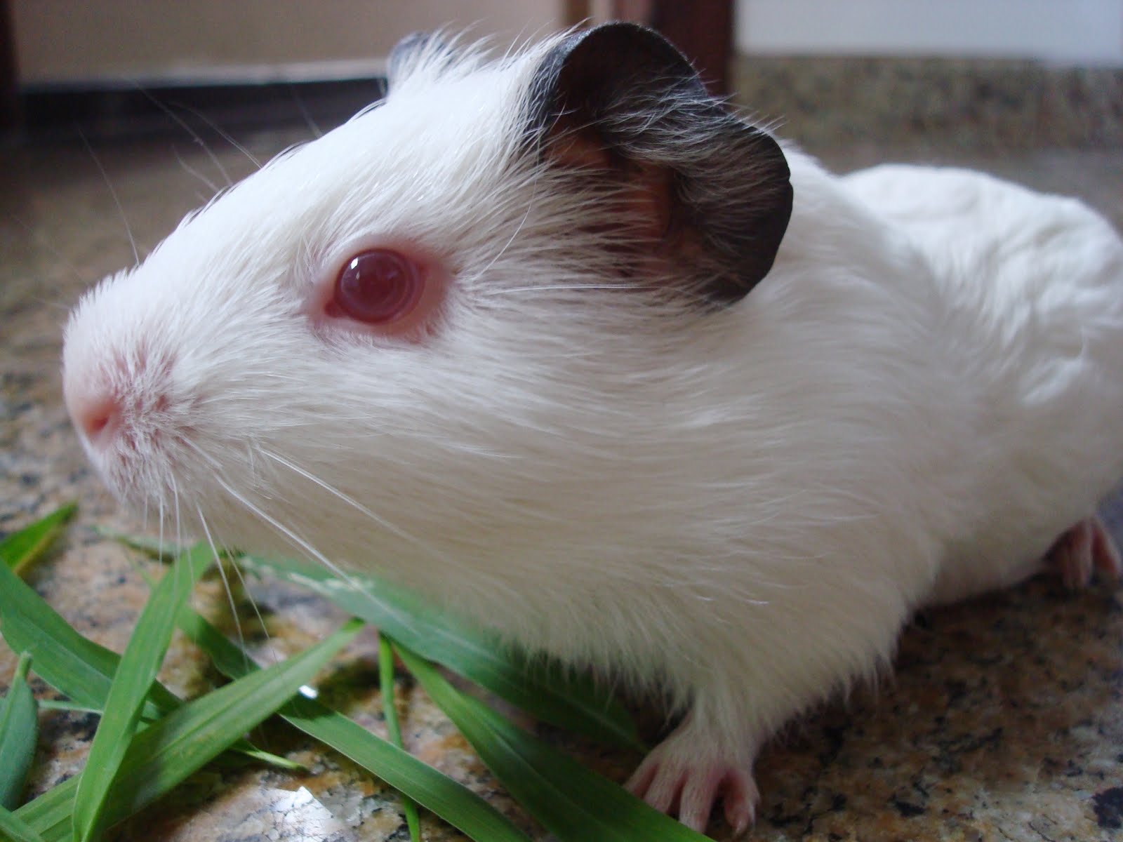 Diário da Beth: Tuí , o meu Porquinho da India