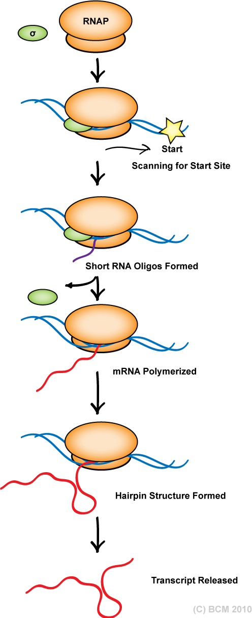 Poor, Hungry, and Drowsy: Bacterial Transcription: Initiation ...