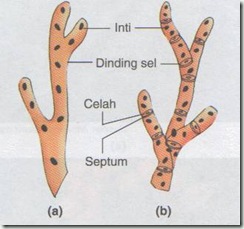 yuli my blogspot: Jamur