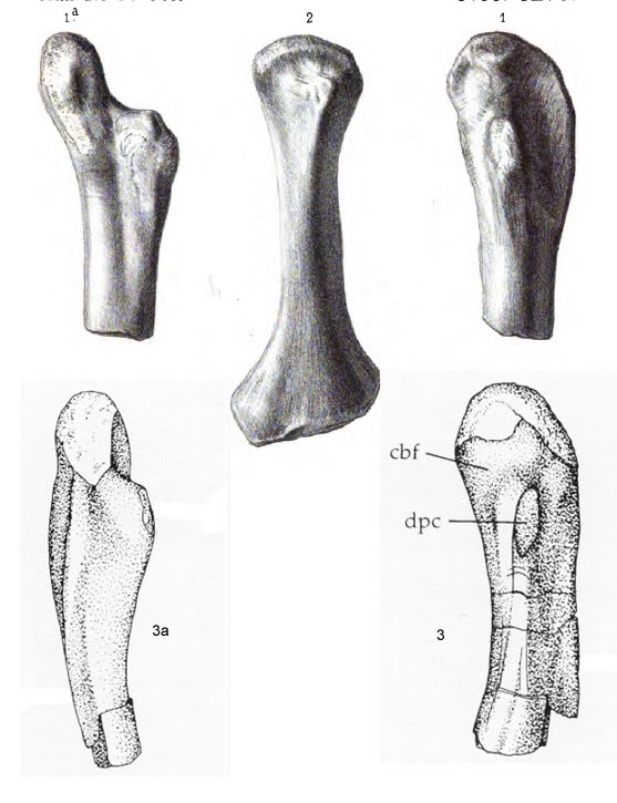 The Theropod Database Blog: Actiosaurus is a choristodere not an ...