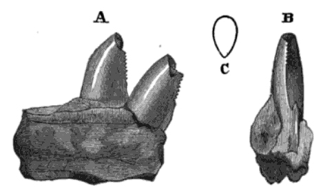 The Theropod Database Blog: Ankistrodon or Epicampodon, but not ...
