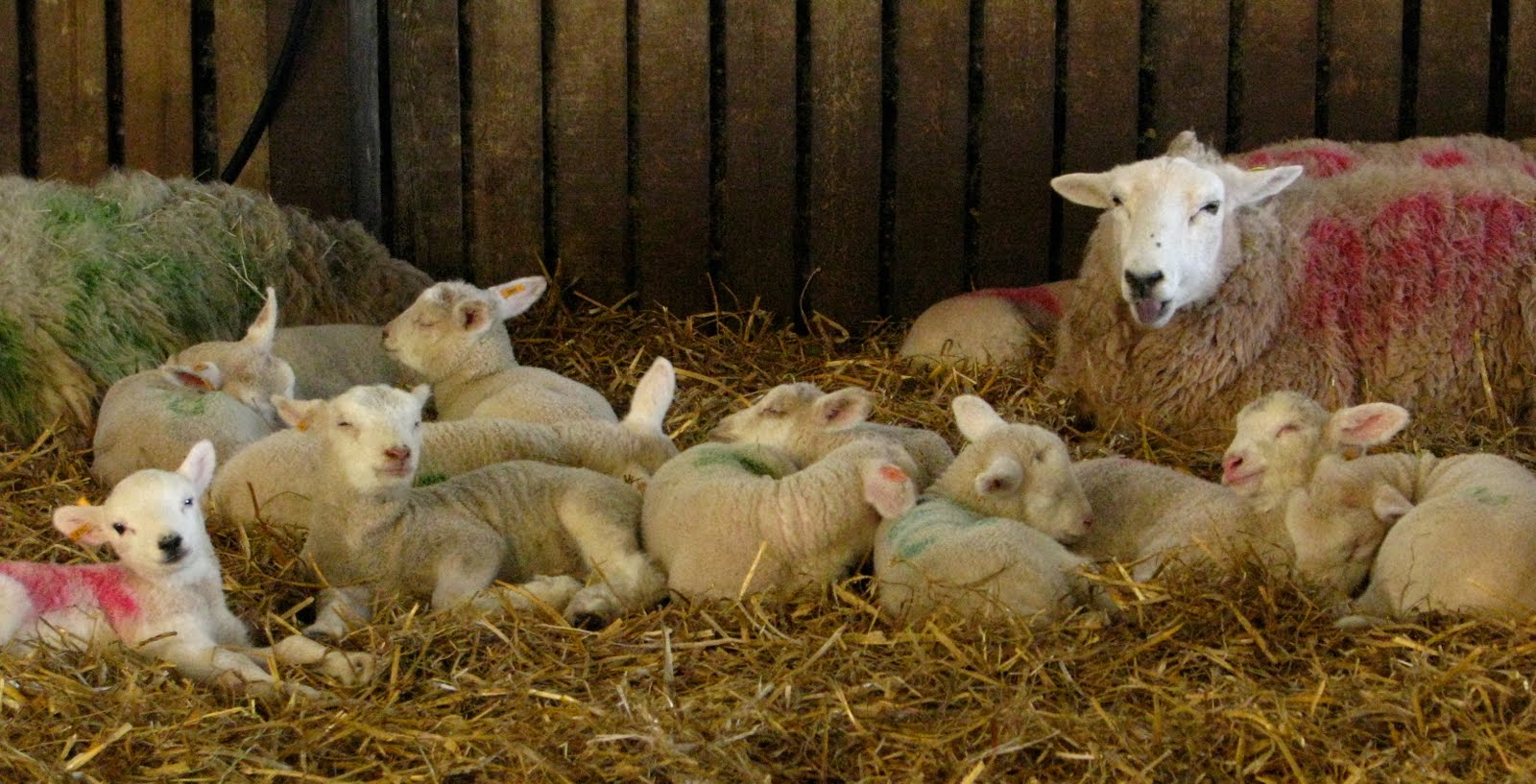 USEFUL or BEAUTIFUL: Farm animals