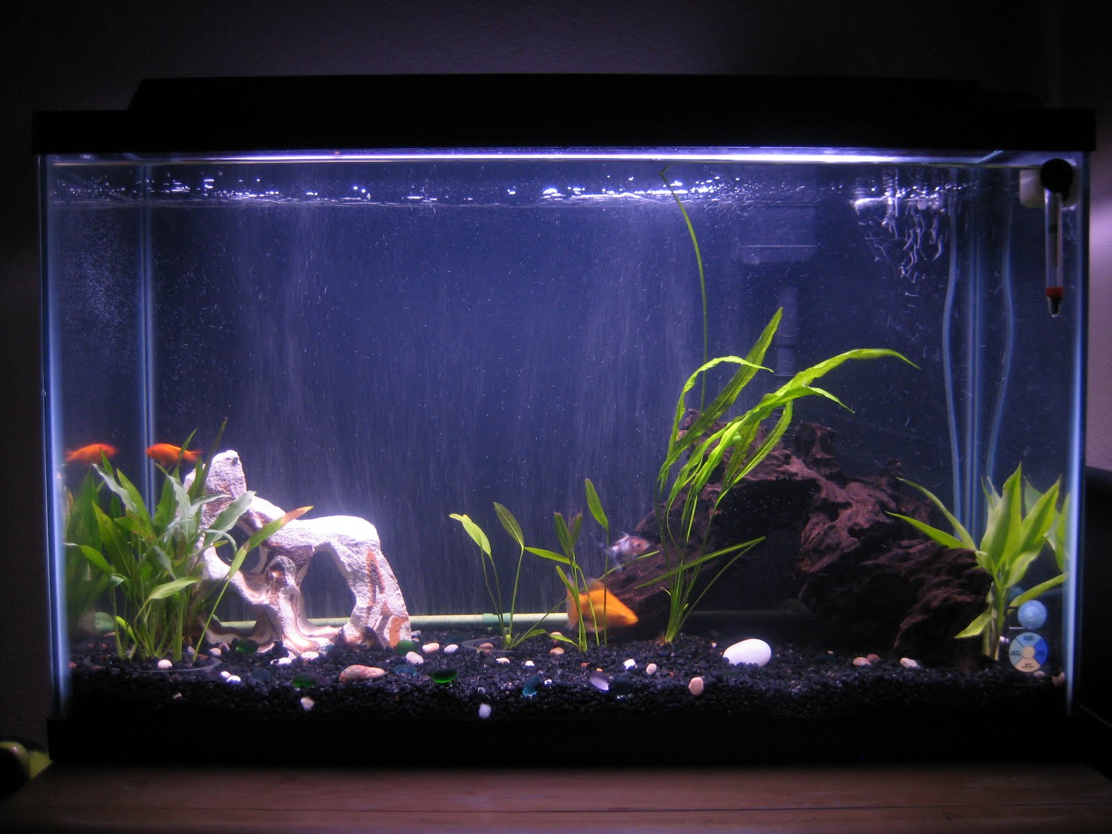 Fish are Friends!: My Fish Tank Set Up