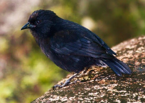 Birds of the World: Cocos Island finch