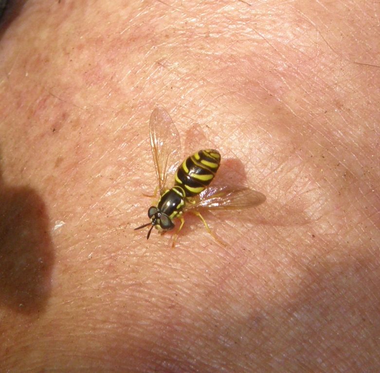 Little Yellow Jacket