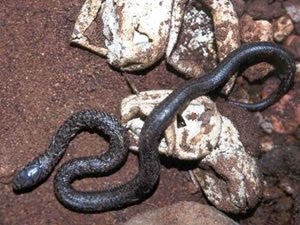 SERES VIVOS E NATUREZA: COBRA PAPA PINTO