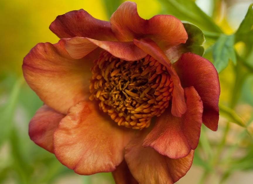 Welcome [www.seed-aholic.com]