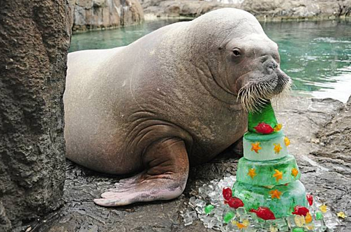 By: Beckett: Walrus Eating A Fruitcake