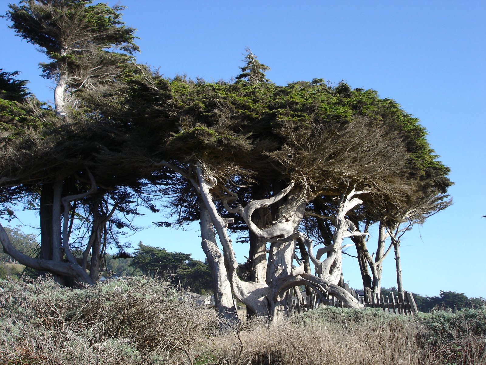 Larry Frantzen: Sonoma coast trees and flowers