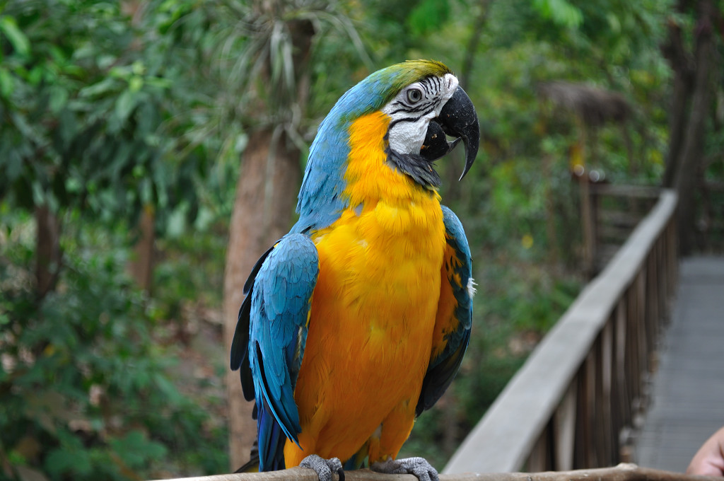 Galletas con queso: Papagayo