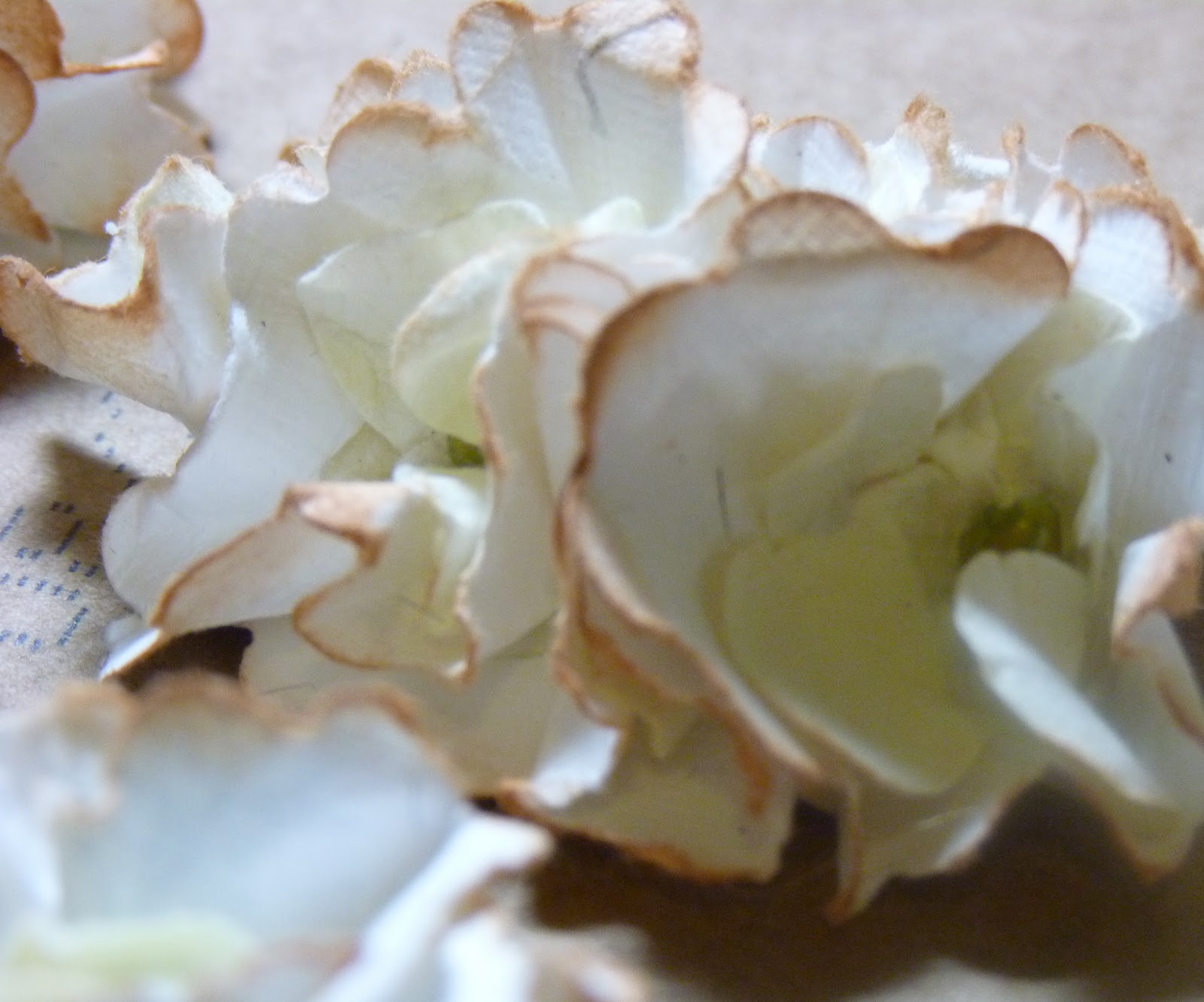 A Soul's Heartbeat: Ruffled Petal Flowers