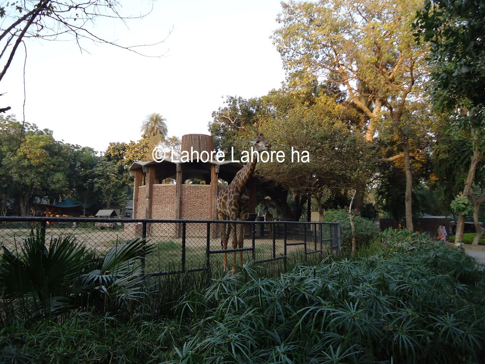 Lahore Lahore Ha: Lahore Zoo