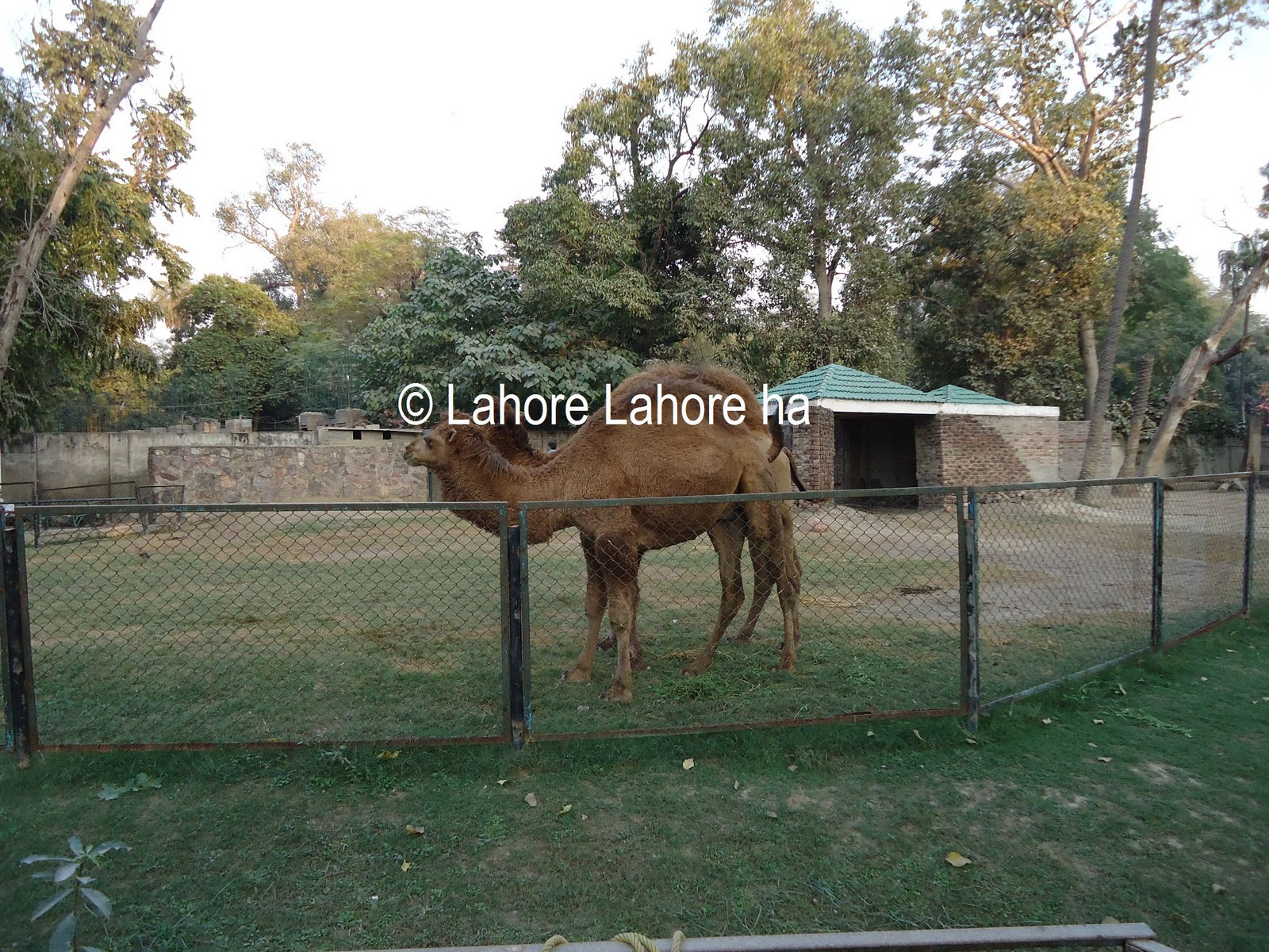 Lahore Lahore Ha: Lahore Zoo