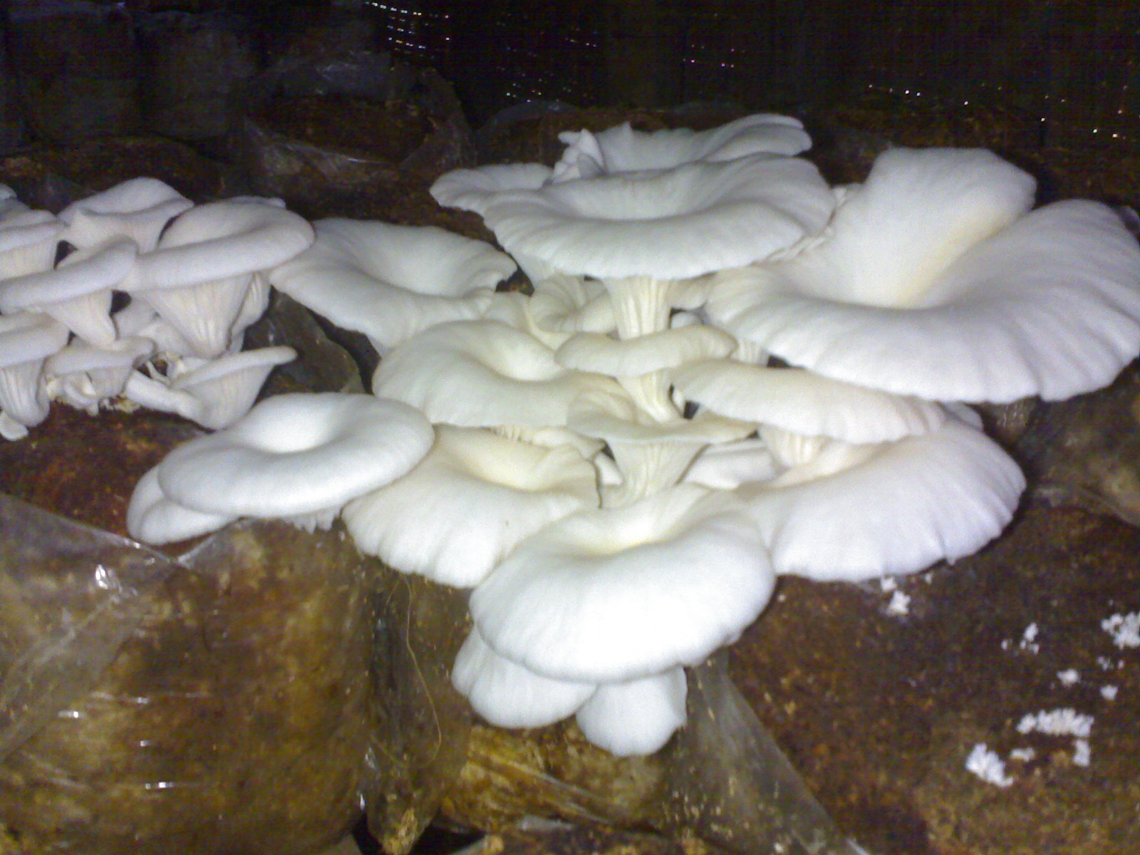 Bibit Jamur Kancing - Perumperindo.co.id