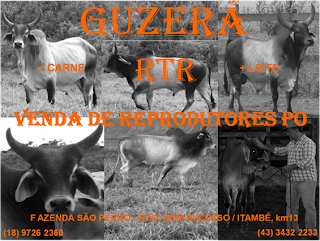 Guzerá o gado...: Touros Guzerá a Venda