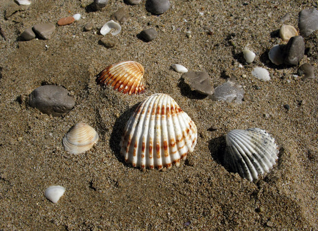 Flores y Palabras: Conchas, piedras y arena