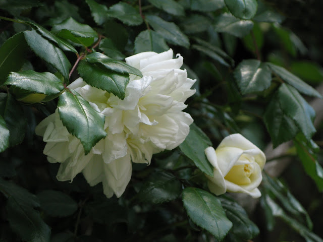 Flores y Palabras: Un perfume delicioso